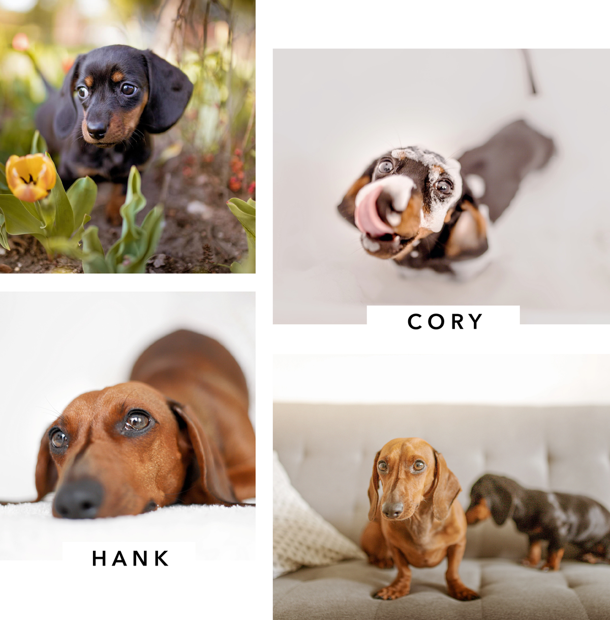 The Best Pet Photo Album - Dog Photo Album