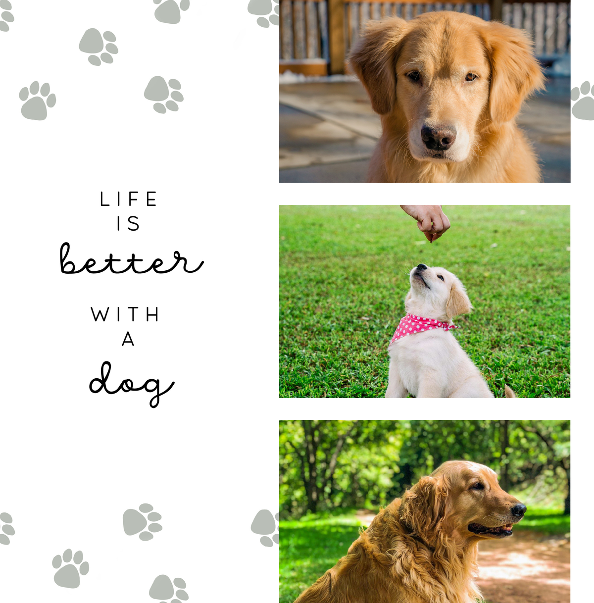 The Best Pet Photo Album - Dog Photo Album