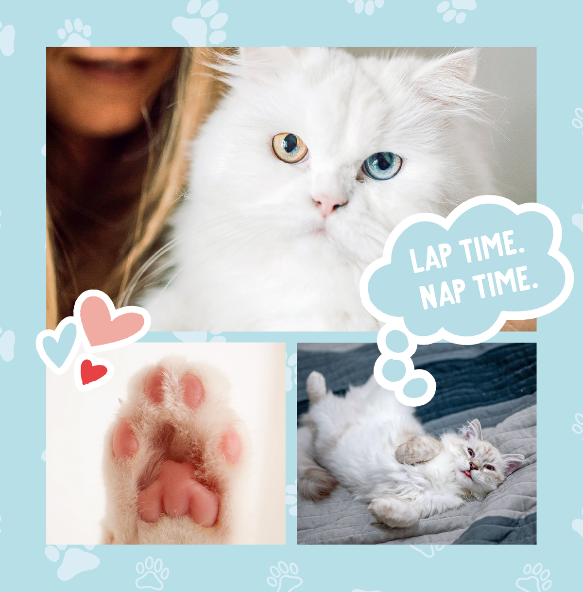 The Best Pet Photo Album - Dog Photo Album
