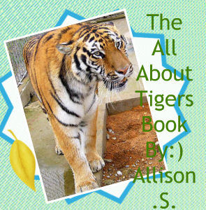 THE ALL ABOUT TIGERS BOOK - Photo Book